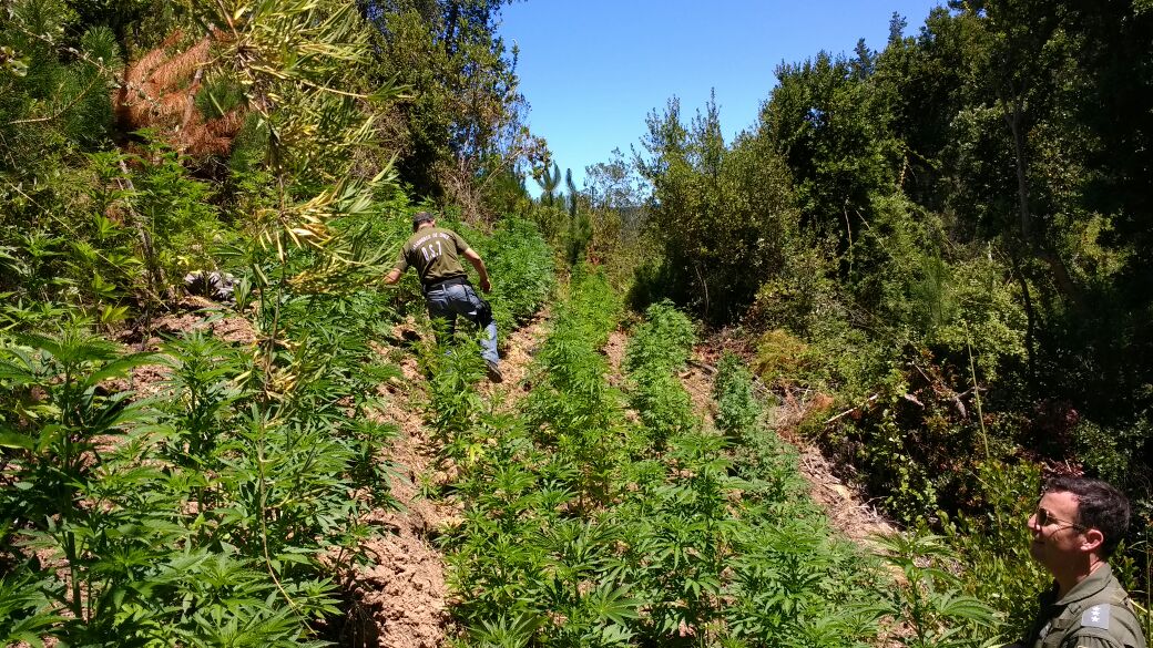 Carabineros encuentra dos plantaciones de marihuana en sector San Antonio de Petrel - Expreso de ...